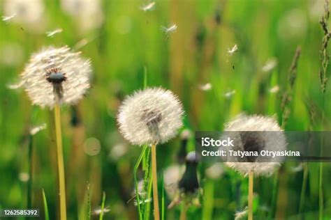 자연 흐린 배경에 씨앗과 아름다운 민들레 꽃 텍스트 장소와 꽃 개념 개념에 대한 스톡 사진 및 기타 이미지 개념 계절 꽃 나무 Istock
