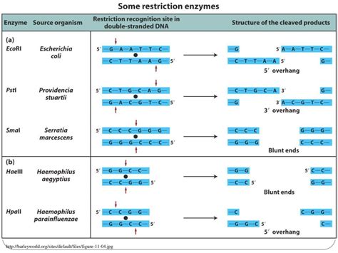 Ppt Cell Based Dna Cloning Powerpoint Presentation Free Download Id 9404835