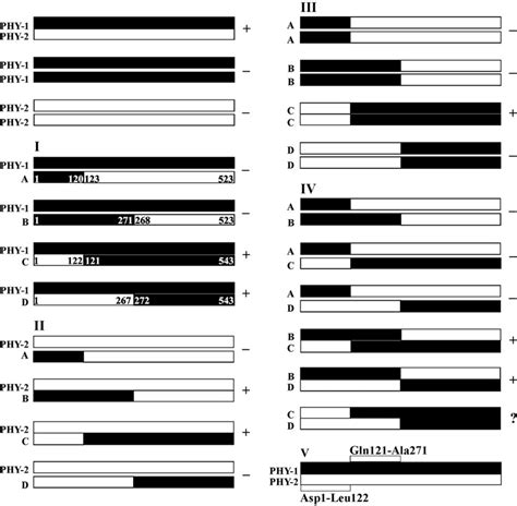 Schematic Representation Of P4h Tetramer Formation By Hybrid Phy Download Scientific Diagram
