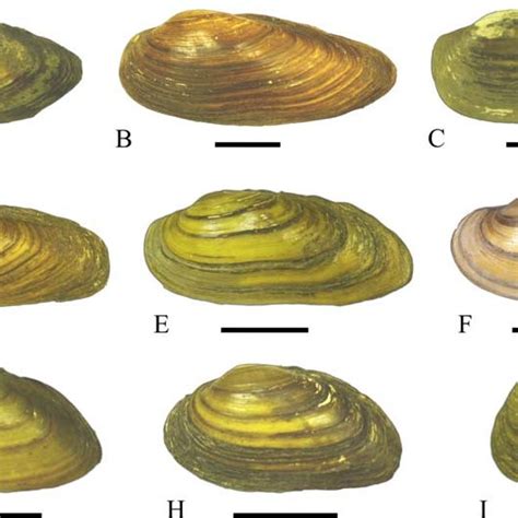 2 A I Some Examples For Intraspecific Variation In Shell Shape Of