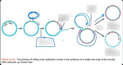 Rolling Circle Replication