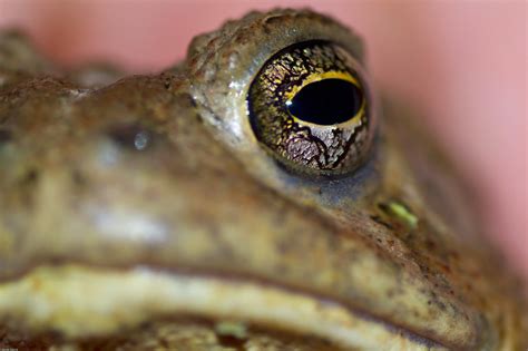 Gh Research Is Taking Psychedelic 5 Meo Dmt Toad Venom Public