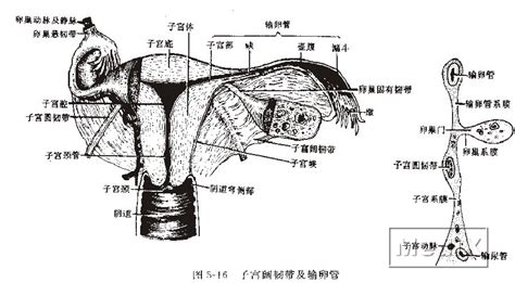 子宫阔韧带及输卵管