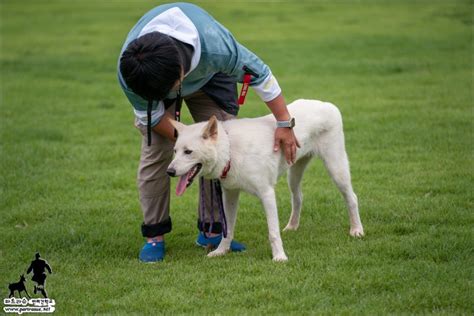 반려견 산책교육의 중요성 애견훈련소 반려견교육 강아지산책훈련 네이버 블로그