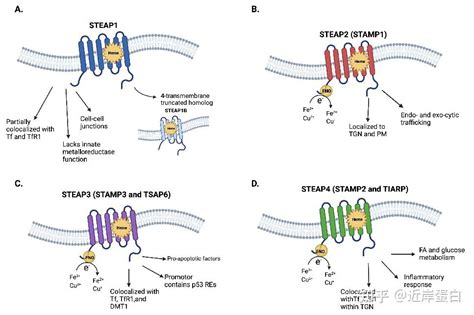 六次跨膜蛋白 Steap1：全球竞逐的新兴前列腺癌靶点 知乎
