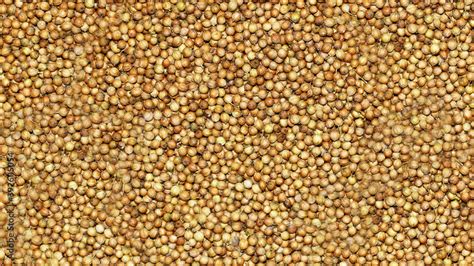Coriander Seeds Dried Coriander Seeds Close Up View Coriander Seeds