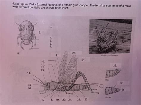 External Features Of A Female Grasshopper Diagram Quizlet