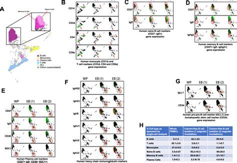 Assessing Single Cell Gene Expression For Whole Pbmcs Enriched B Cells