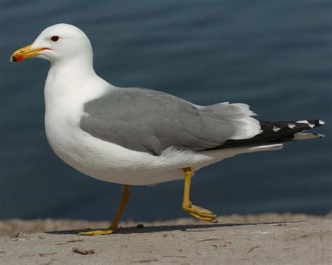 California Gull