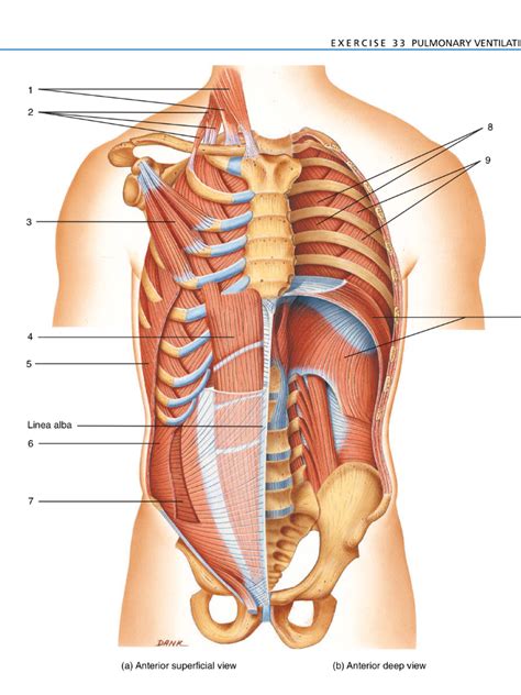 33 1 Ab Diagram Quizlet
