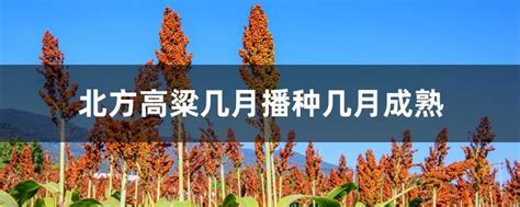 北方高粱几月播种几月成熟 如意谷