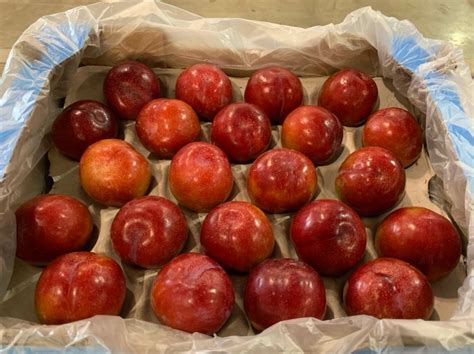 Juan Ivan Smuts On Linkedin First Plums Of The Season Beeing Packed African Rose