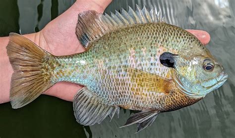 Bluegill Wikipedia