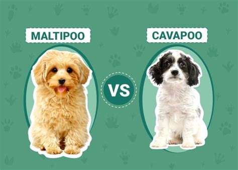 Maltipoo Vs Cavapoo Whats The Difference With Pictures Dogster