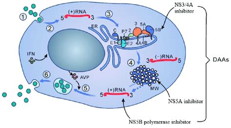The Hepatitis C Virus Life Cycle And Targets Of Interferon And