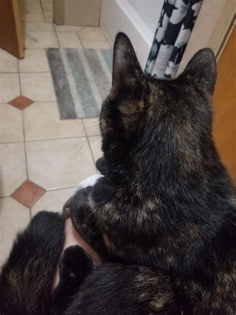 She Loves To Sit On My Lap While On The Toilet Is This Love R Torties