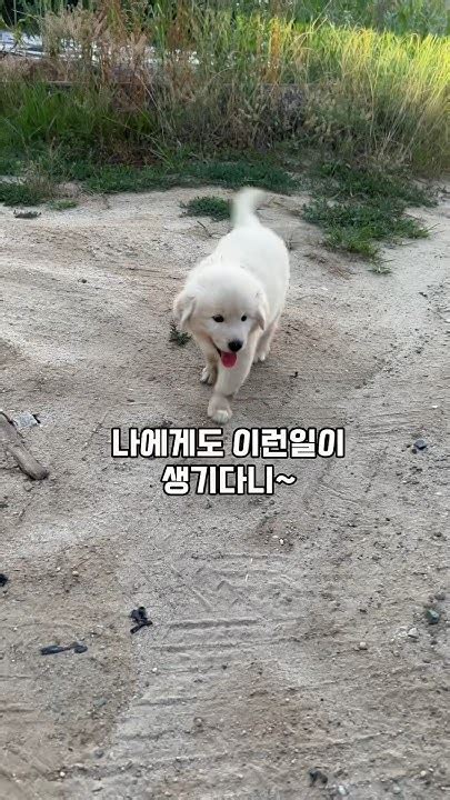 길 잃은 강아지가 자꾸 따라와서 일단 집으로 데려왔어요ㅜㅜ 어두워지고 차가 다니는 길이라서 위험해 보였어요 임시보호중