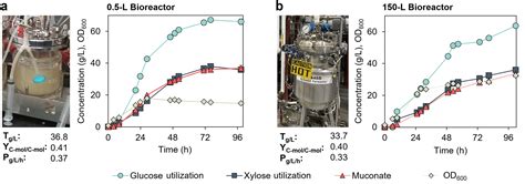 Bioprocess Development And Scale Up For Cis Cis Muconic Acid