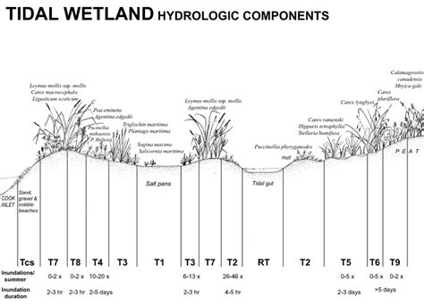 Non Tidal Wetland