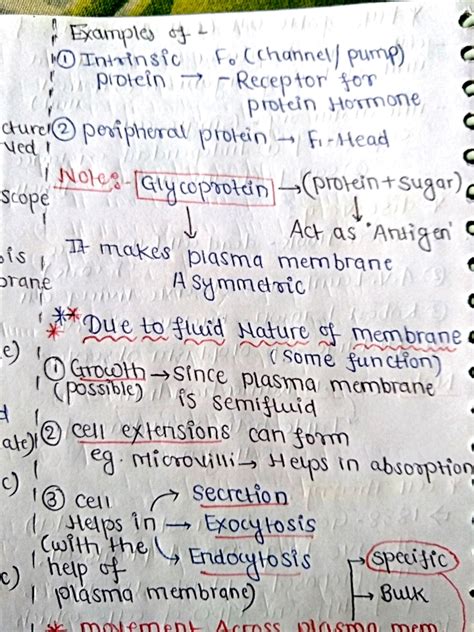 SOLUTION Plasma Membrane And Cell Wall Of Eukaryotes Neet Studypool