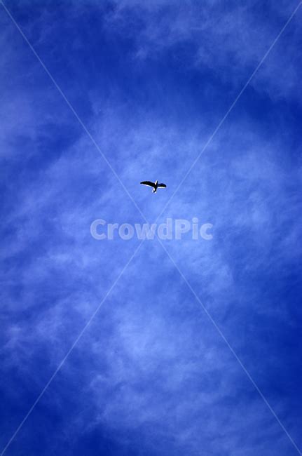 하늘 구름 새 갈매기 조류 사진이미지일러스트캘리그라피 귀리작가