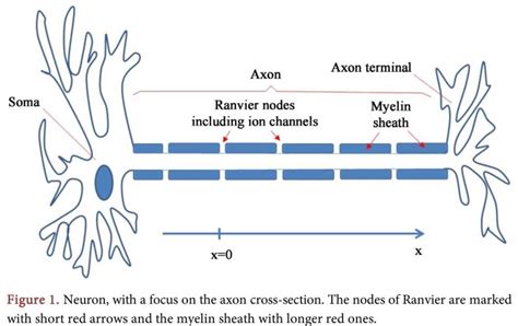 Scientific Research Publishing On Linkedin Neurons Axons Conduction