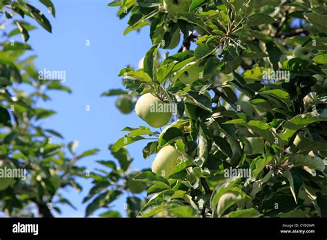 Plenty Of Apples On Apple Tree Stock Photo Alamy