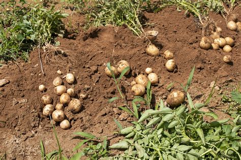 7월3일 감자캐기 활동블로그 한석봉어린이집
