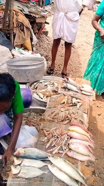25₹ 100₹ சந்தையில் மிகக் குறைந்த விலையில் விற்கப்படும் அம்மா மீன் Youtube
