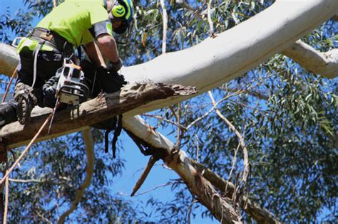 Sydney Tree Lopping Pruning Trimming Services Action Arbor