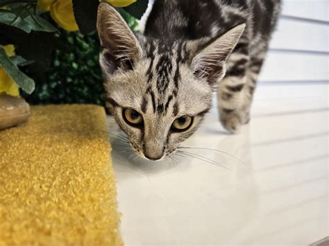 아메리칸숏헤어 믹스 몰랑 프렌치불독크기 빠삐용크기 파피용크기 사모예드크기 스피츠크기 시바견크기 시베리안허스키크기 시츄크기 요크셔테리어크기 웰시코기크기 이탈리아그레이하운드크기