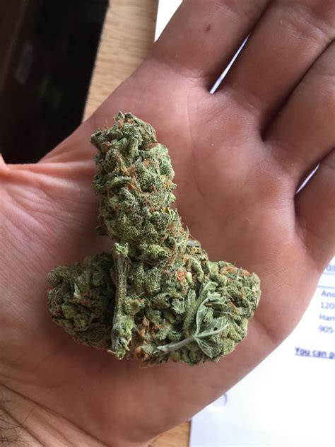 Lemon Haze It Smells Like Pure Lemon Citrus R Trees