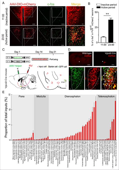 Figure 1 From Dysfunctions Of The Paraventricular Hypothalamic Nucleus Induce Hypersomnia In
