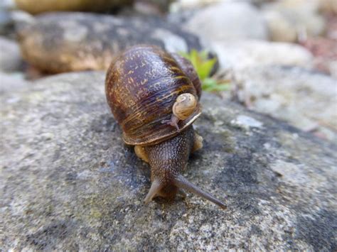 Jeremy The Lefty Snail Is Dead His Offspring Are All Right The New
