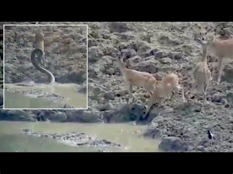 How Pythons Kill Their Prey