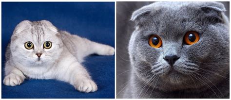 6 пород кошек с необычными ушами Про Кошек Дзен