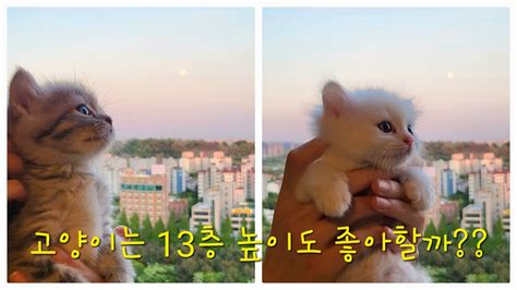 고양이 프사 찍기 13층 높이에서 자동차 구경하는 고양이 냥이생활 Youtube