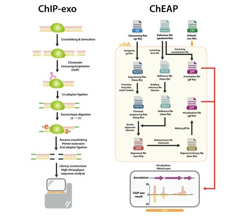 GitHub SBML Kimlab ChEAP