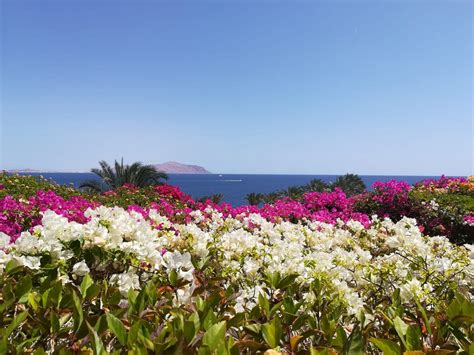 Гама Елит На 24 декември християнското семейство празнува Бъдни вечер един от най важните