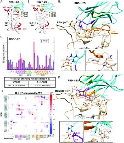 Molecular Dynamics Of Rbd 1 2g With Wild Type And B117 Rbd Variant Download Scientific
