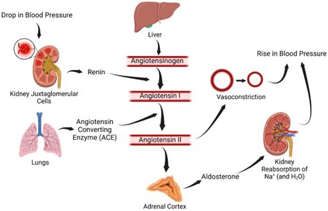 Sex Specific Differences In The Pathophysiology Of Hypertension Pmc