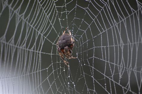 100 Free Spiderweb Trap And Spiderweb Images Pixabay