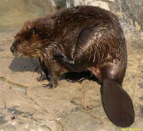 O Castor Americano Castor Canadensis é Uma Das Duas Espécies De