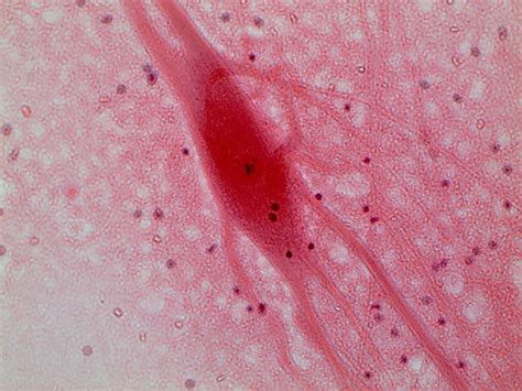 Nervous System Flashcards Quizlet