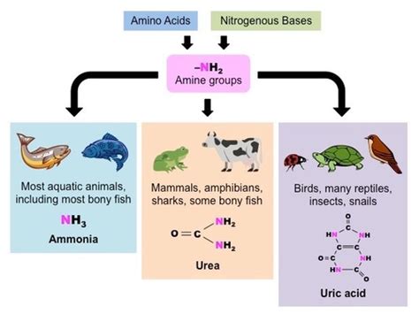 Ib Biology Topic 11 3 Flashcards Quizlet