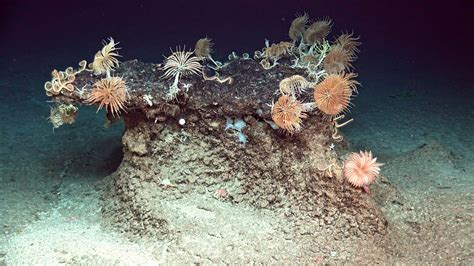 Collective Scientific Assessment On The Deep Sea Launch Of A Regional