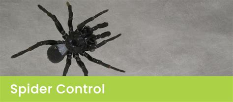 Spider Control Melbourne Effective Spider Removal For Your Property