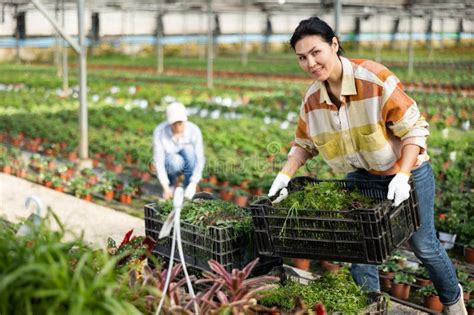 Asian Woman Stacking Crates Of Dead Plants In Greenhouse Stock Image Image Of Plants Plant