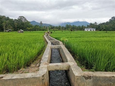The Source Of Rice Field Life Paddy Irigation Stock Image Image Of