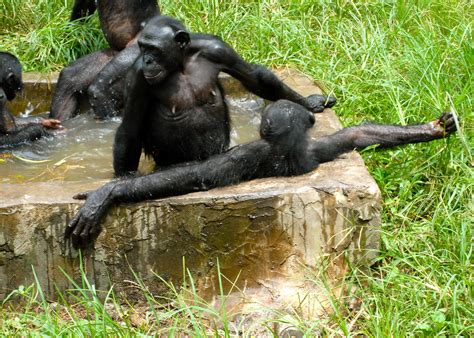 Bonobo Mothers Meddle In Their Sons Sex Lives Making Them Three Times More Likely To Father